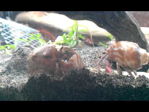Hermit Crab changing shells. Be patient! - YouTube