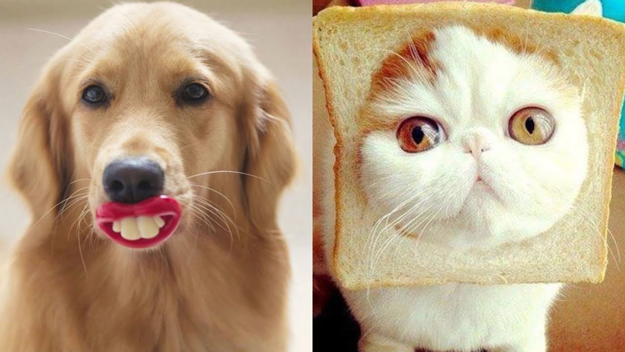 DOGS & CATS FUNNY MOMENTS, FAIL COMPILATION 2020 - YouTube