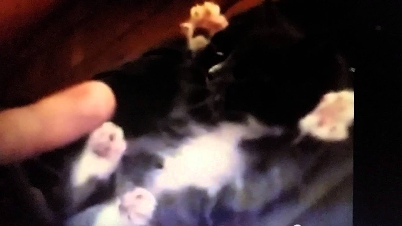 Kitten play peekapoo. - YouTube