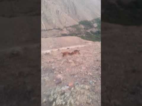 Genzenin gozel menzeresi