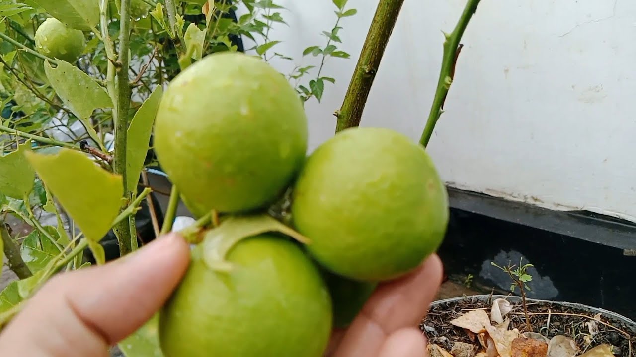 Tanaman Lemon dalam Pot dan Semaian Terong. Belajar Berkebun Organik ...