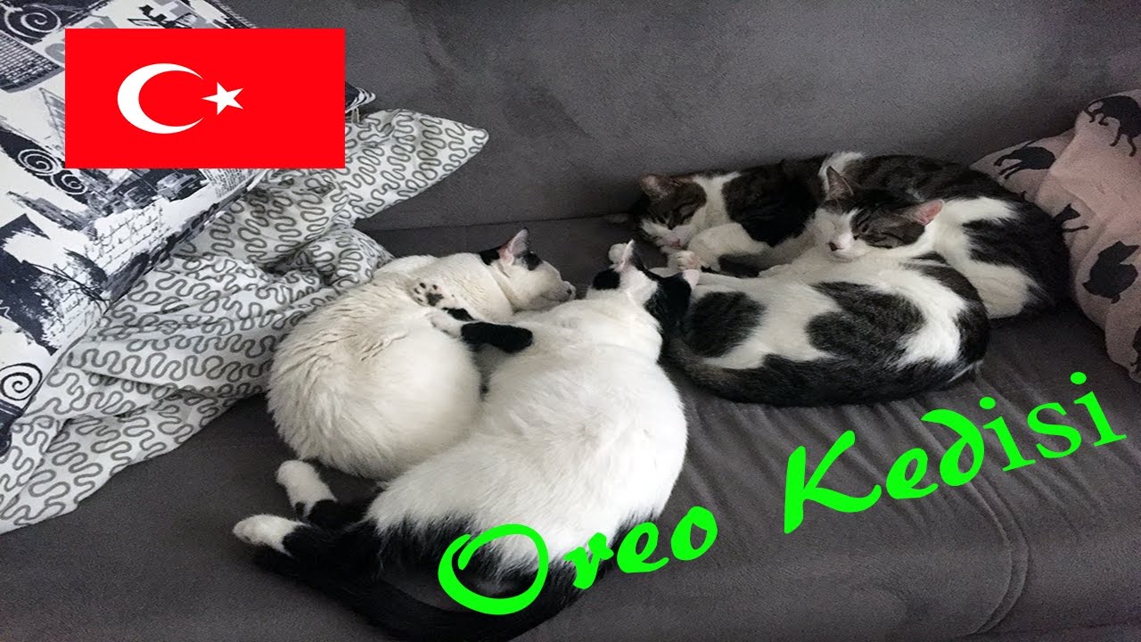 Don Oreo el gato, Oreo efendi, Mr. Oreo the cat. - YouTube