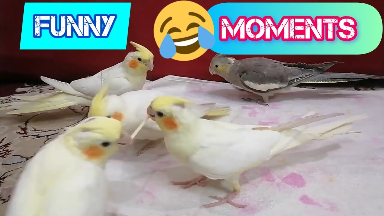 funny🤣 moments with cockatiels.#birds #parrot #cockatiel - YouTube