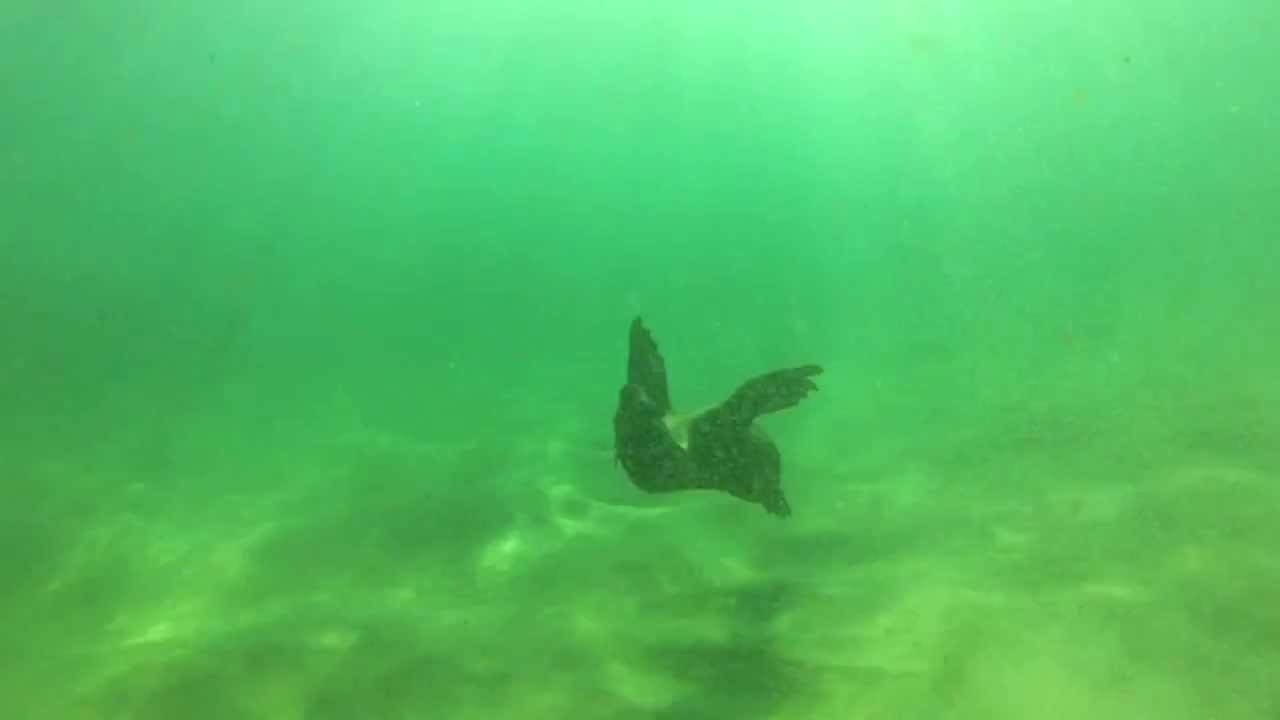 GoPro HD: Seal Diving in South Africa - YouTube