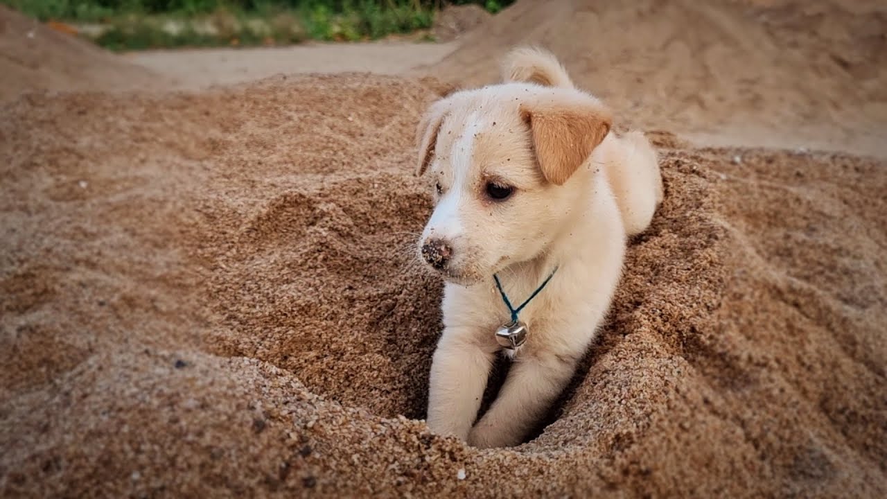 cute puppy sand videos - YouTube