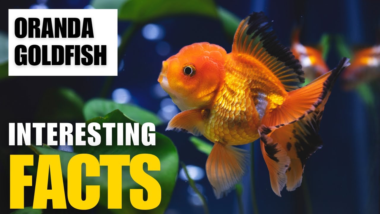 Exploring the Fascinating World of Oranda Goldfish | Interesting Facts ...