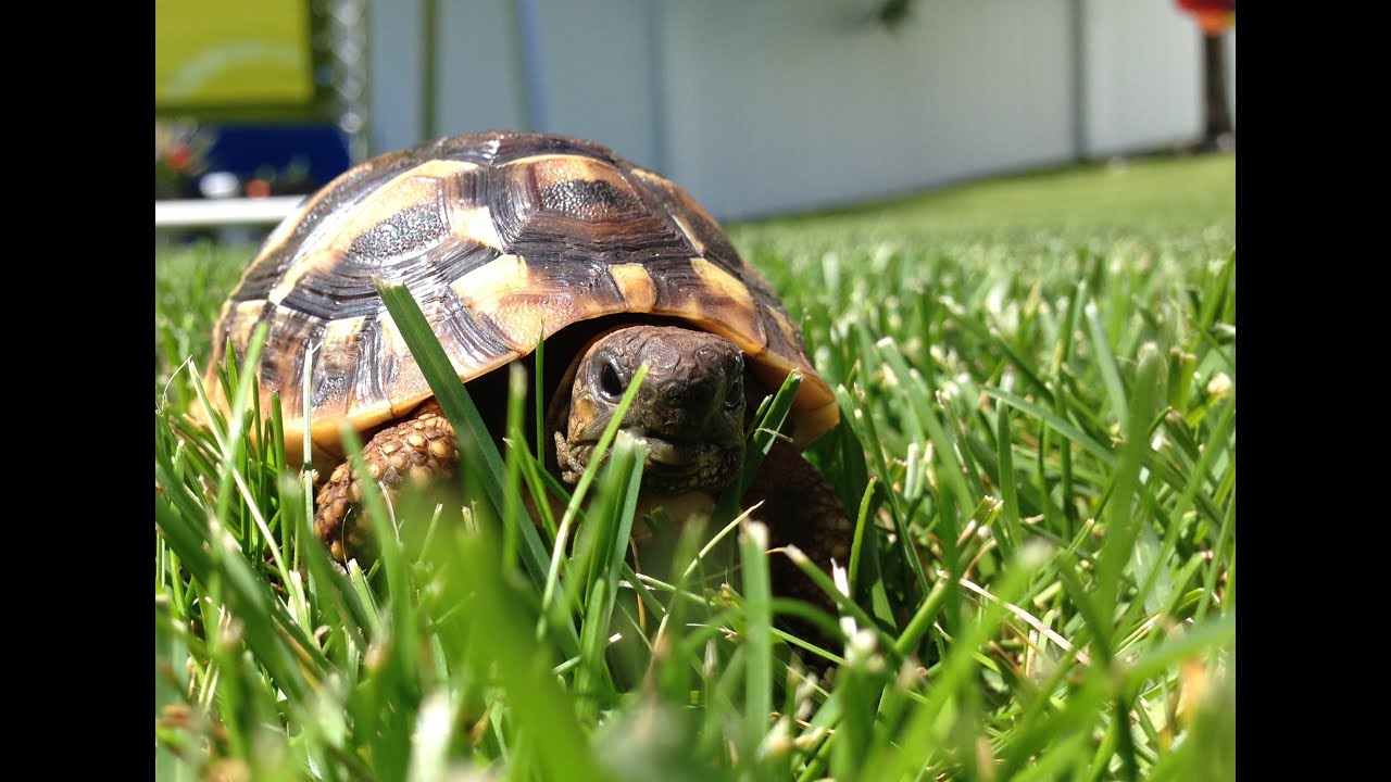 NEW TORTOISE PEN! - YouTube