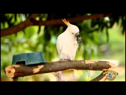 Dasoland Family Adventure Park - YouTube