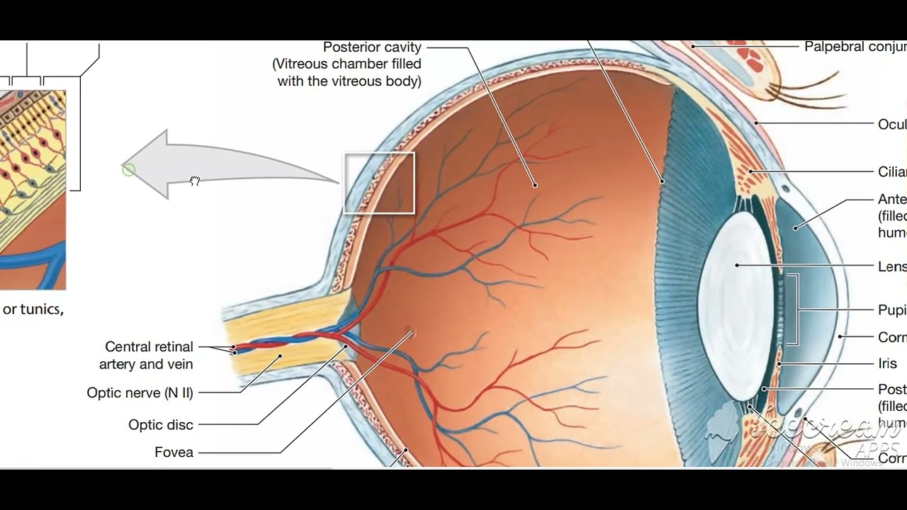 Eye ball 2 - YouTube