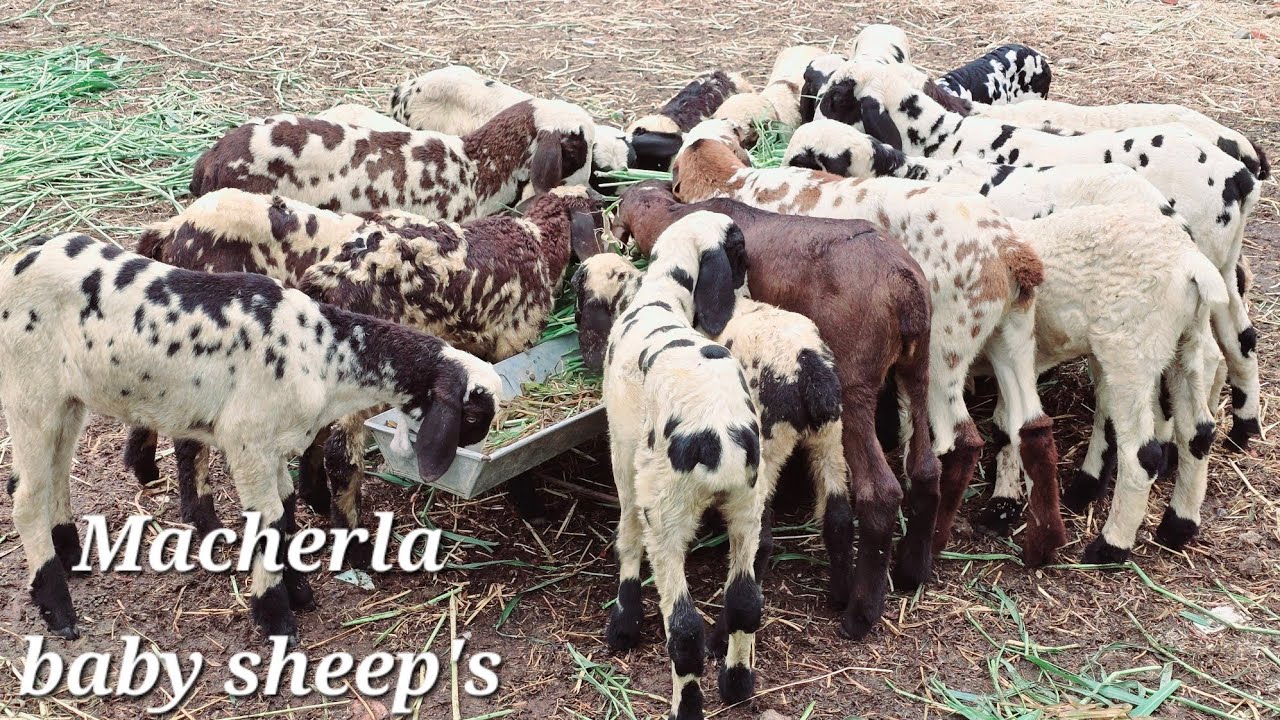 Pure Macherla baby sheep's in Hyderabad Balapur | Telangana potla mende ...