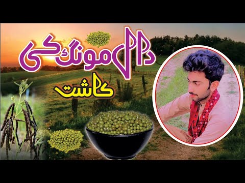 mong cultivation in Pakistan | mong ki kasht | green Gram | Growing ...