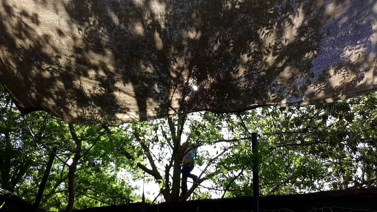 Up tree down the tree RUN RUN RUN RUN - YouTube