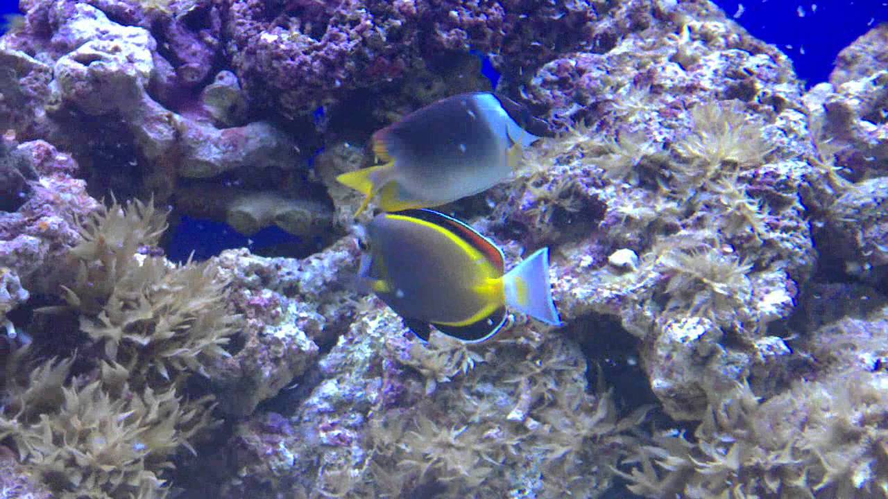 Gold rimmed tang - YouTube
