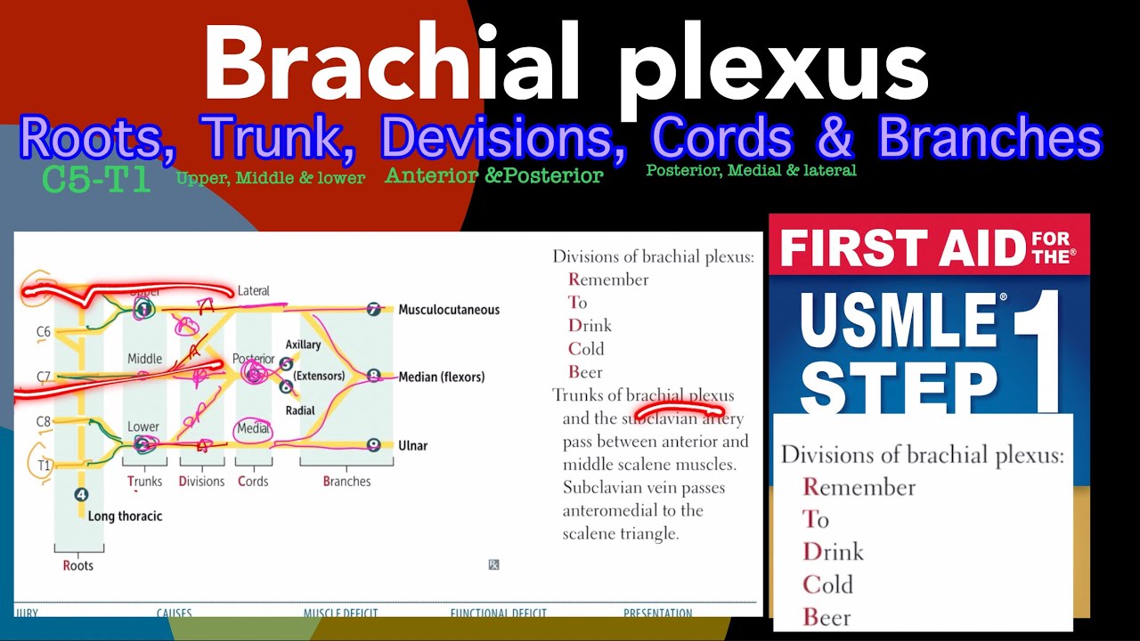 Brachial plexus- full detail and trick to remember brachial plexus in Hindi/Urdu by first aid ...