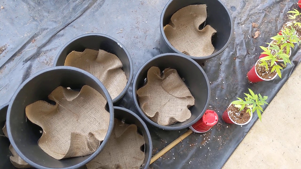 How To Deep Water Culture Dual Root Zone Pots YouTube