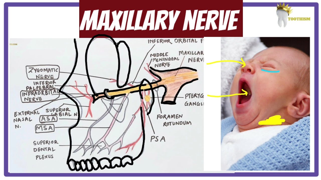 MAXILLARY NERVE AND ITS BRANCHES | Simple way to remember - YouTube