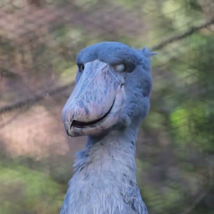 SHOEBILL STORK SOUND | BIRD SOUNDS.... #birds #birdworld #wildanimals # ...