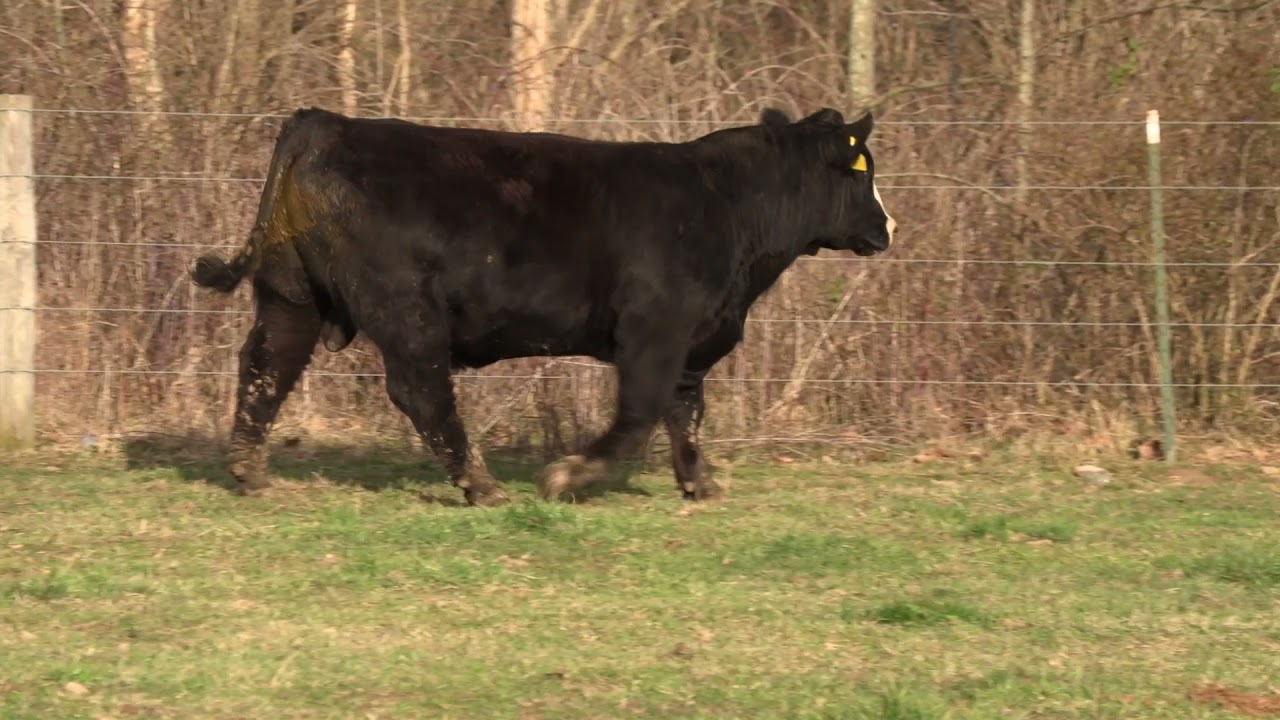 Prospect Cattle Bull Sale 2021 - Lot 7 - YouTube