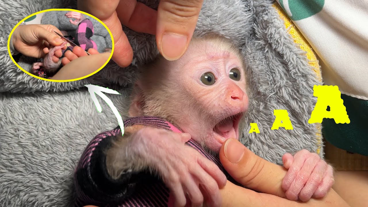 The first time baby monkey PiPi had his nails cut by his mother - YouTube