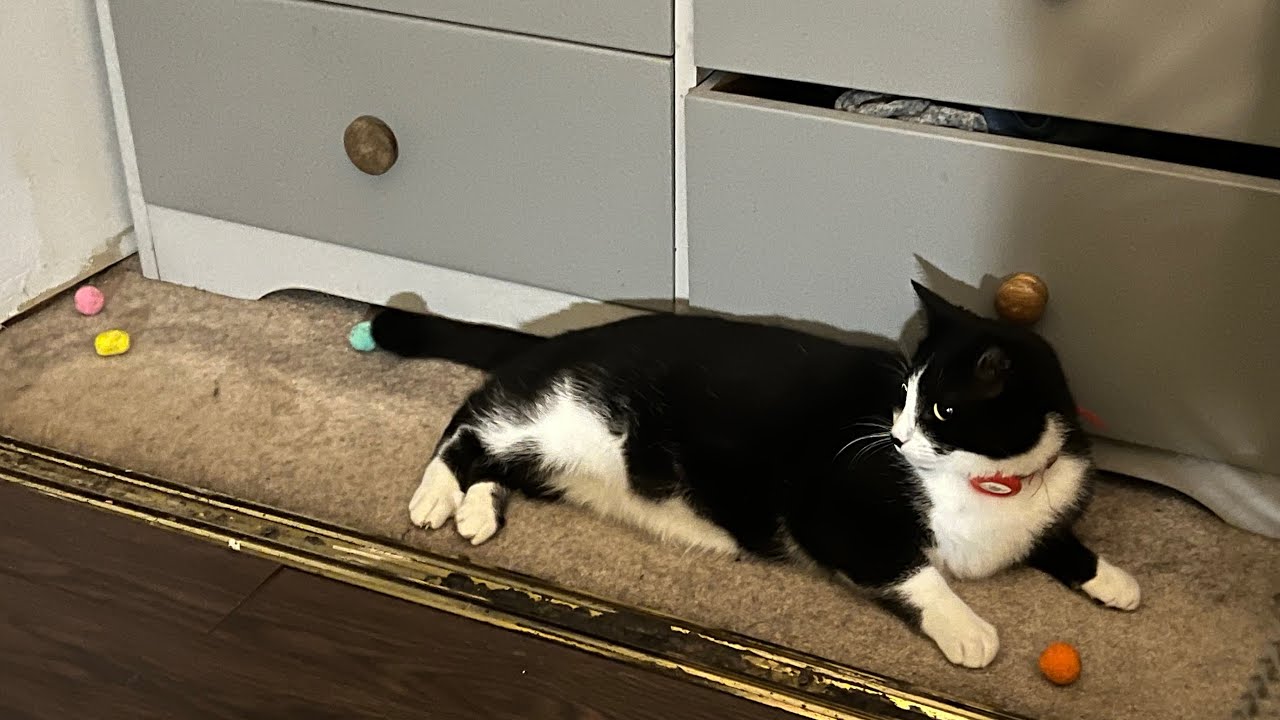 Caturday night play #catlover - YouTube