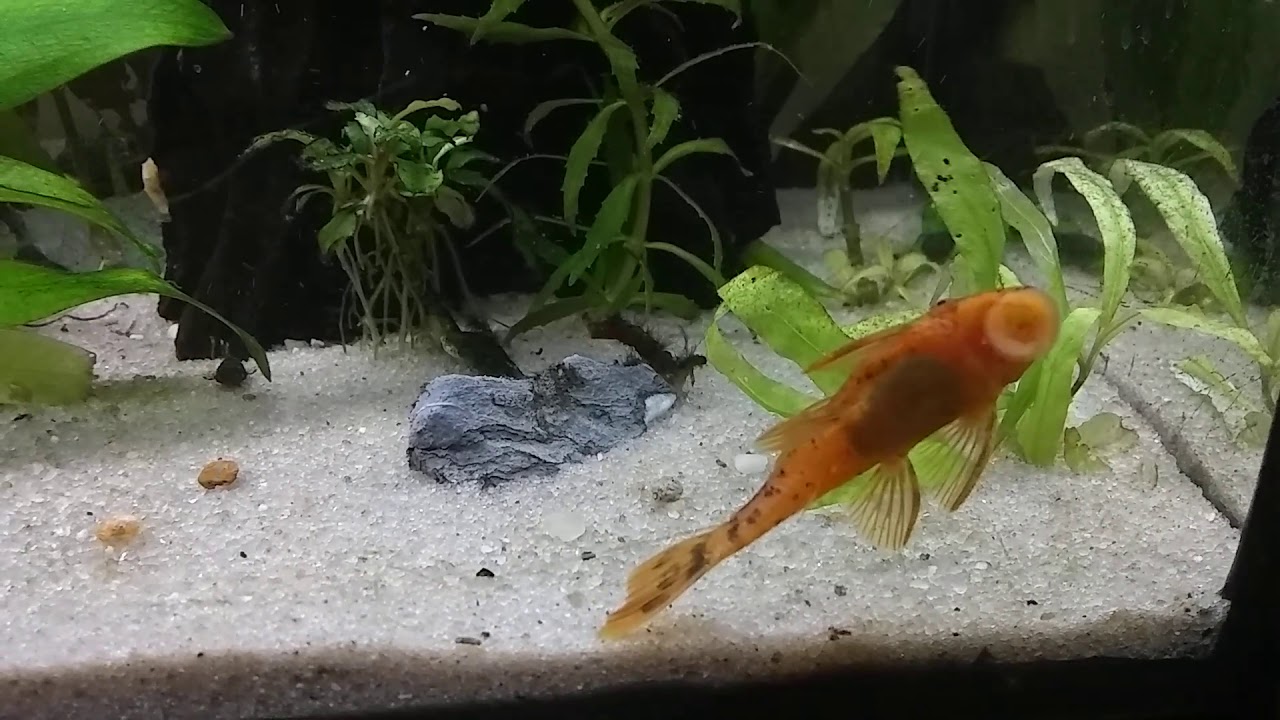 New Super Red Calico bristlenose plecos - YouTube