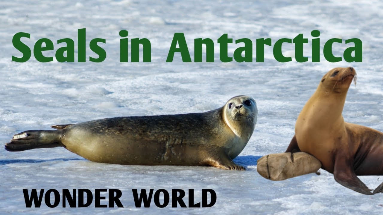 Life of Seals. Top 10 Facts About Seals (HD) Wonder World - YouTube