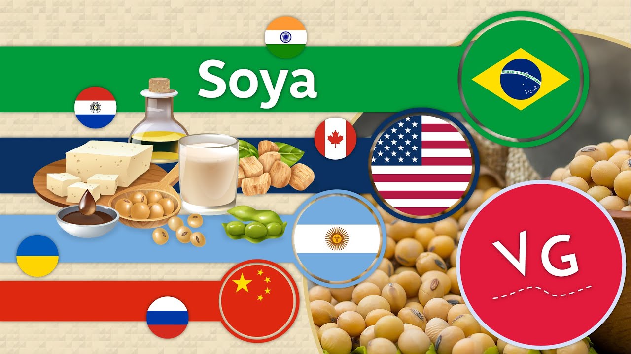 ¿Soja o Soya? Producción Mundial, Exportaciones e Importaciones - YouTube