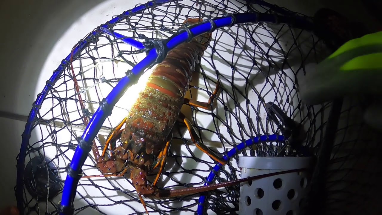 LOBSTER HOOPING AT LONG BEACH, CAUGHT A GIANT CRAB!!! - YouTube