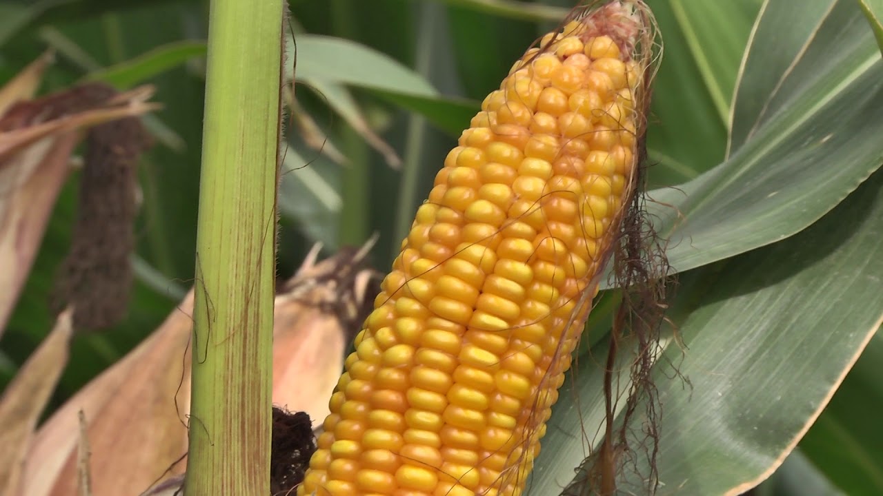 DSV zaden │ LIBERATOR middenvroege alleskunner - YouTube