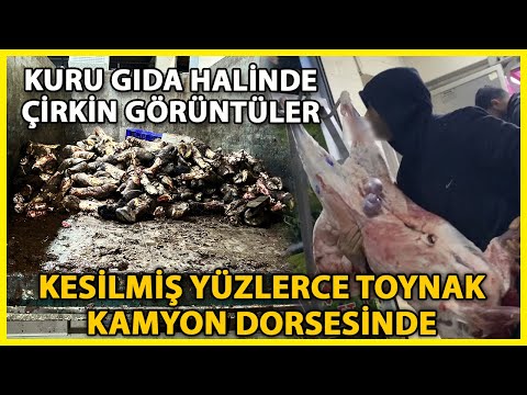 İstanbul'daki Et Halinde Hijyen Tartışması