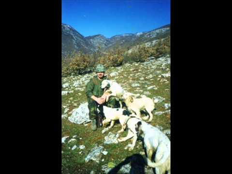 Gjueti Thëllëzë Gjuetarët e Burrelit. - YouTube
