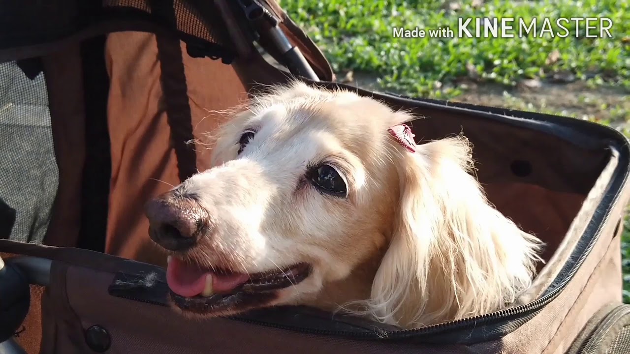 Relaxing Dogs footage 2020 - YouTube