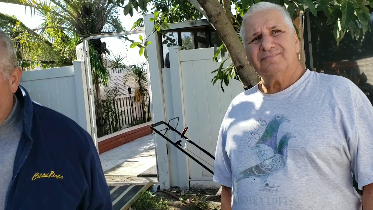 Jerry's Loft, pigeon mumbling about his Yellow Racing Homers. - YouTube