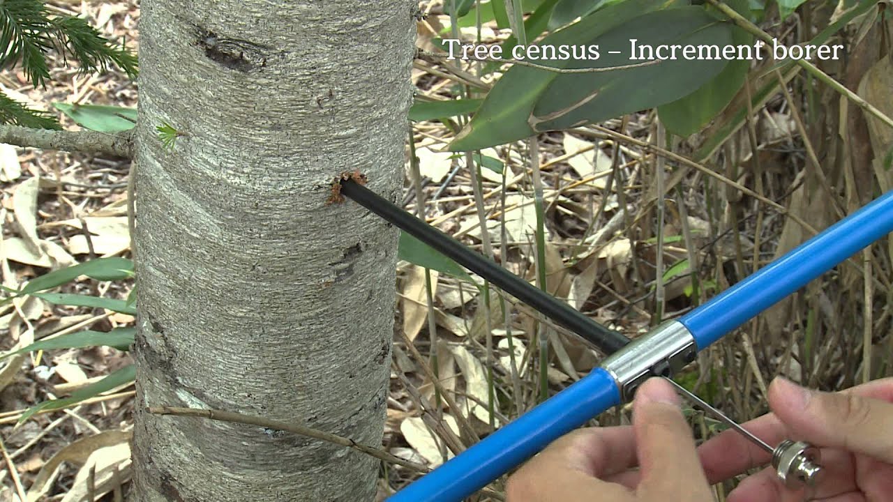Tree census – Increment borer - YouTube