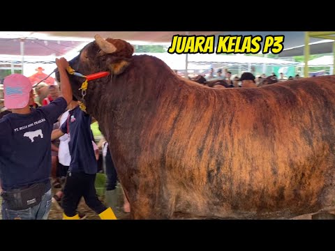 DUEL PANAS SAPI TERBESAR KELAS P3‼️Kontes Sapi Jember 2025🔥