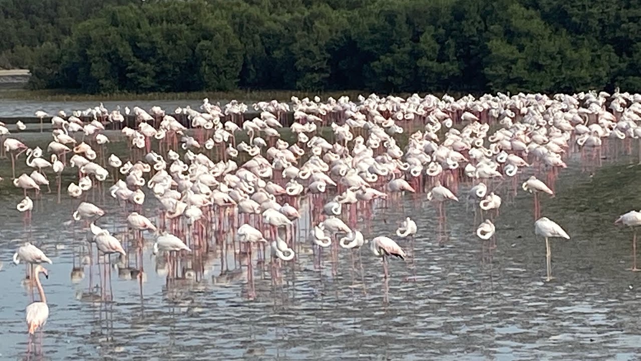Prisha at the Flamingo 🦩 Hide | Ras Al Khor wildlife sanctuary, Dubai ...