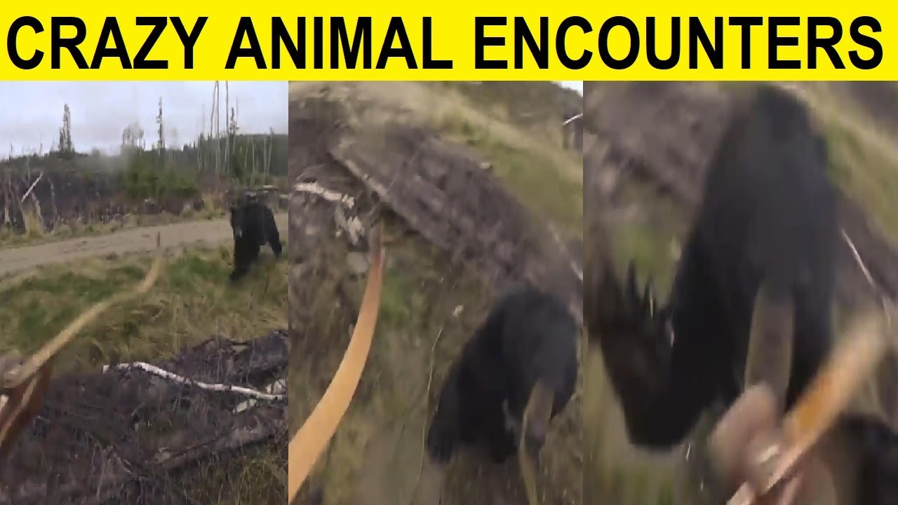 Top 15 Crazy Close Animal Encounters - BARELY SURVIVED - YouTube