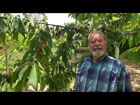 HOBİ BAHÇEMİZDE MEYVE TOPLADIK -1- | Dut Nasıl Toplanır ? | ANKARA GÖLBAŞI