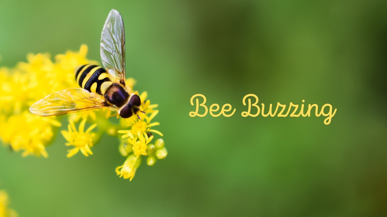 Bee Buzzing Sound for Relaxation | 10 min | Calming Ambience for Sleep ...