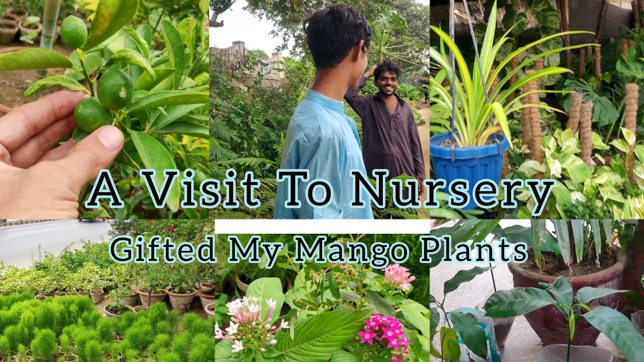 Gifted My Mango Plants | A Visit To Nursery 🌱🌾🌴🌺🌿 - YouTube