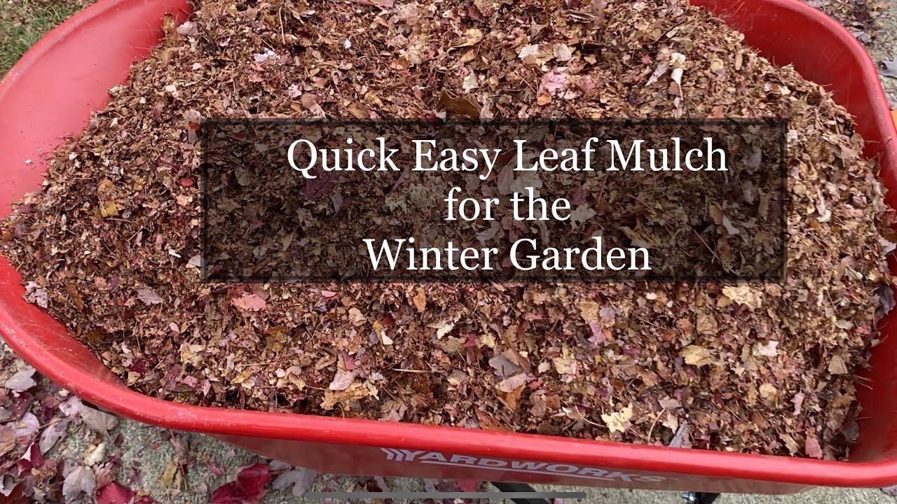 Quick Easy Leaf Mulch, Winter Garden | BlackYard Gardens - YouTube
