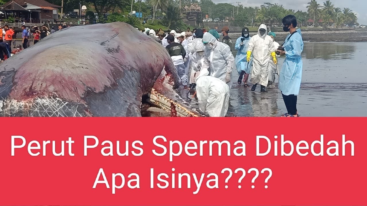 Perut Paus Sperma Dibedah, Apa Isinya???? - YouTube