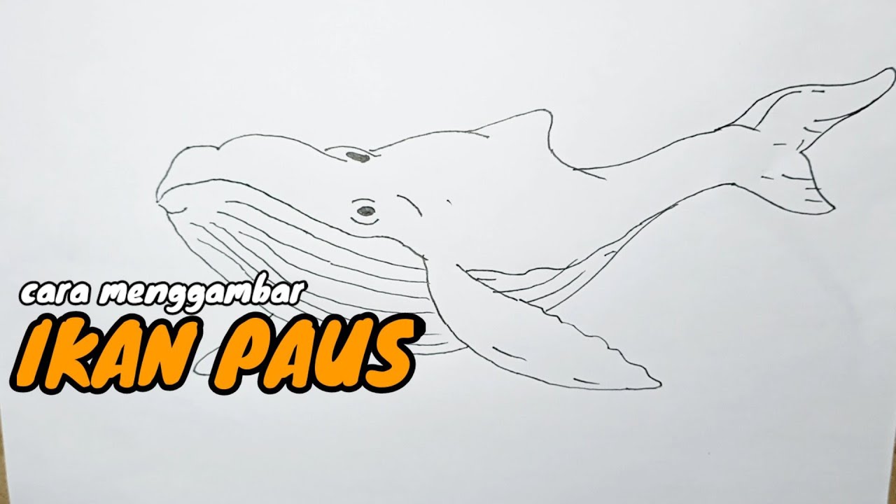 Cara menggambar Ikan Paus / Ikan Nabi Yunus dengan mudah / How to draw ...