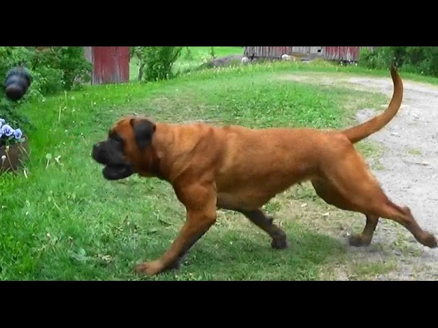 Rottweiler Boxer Cross