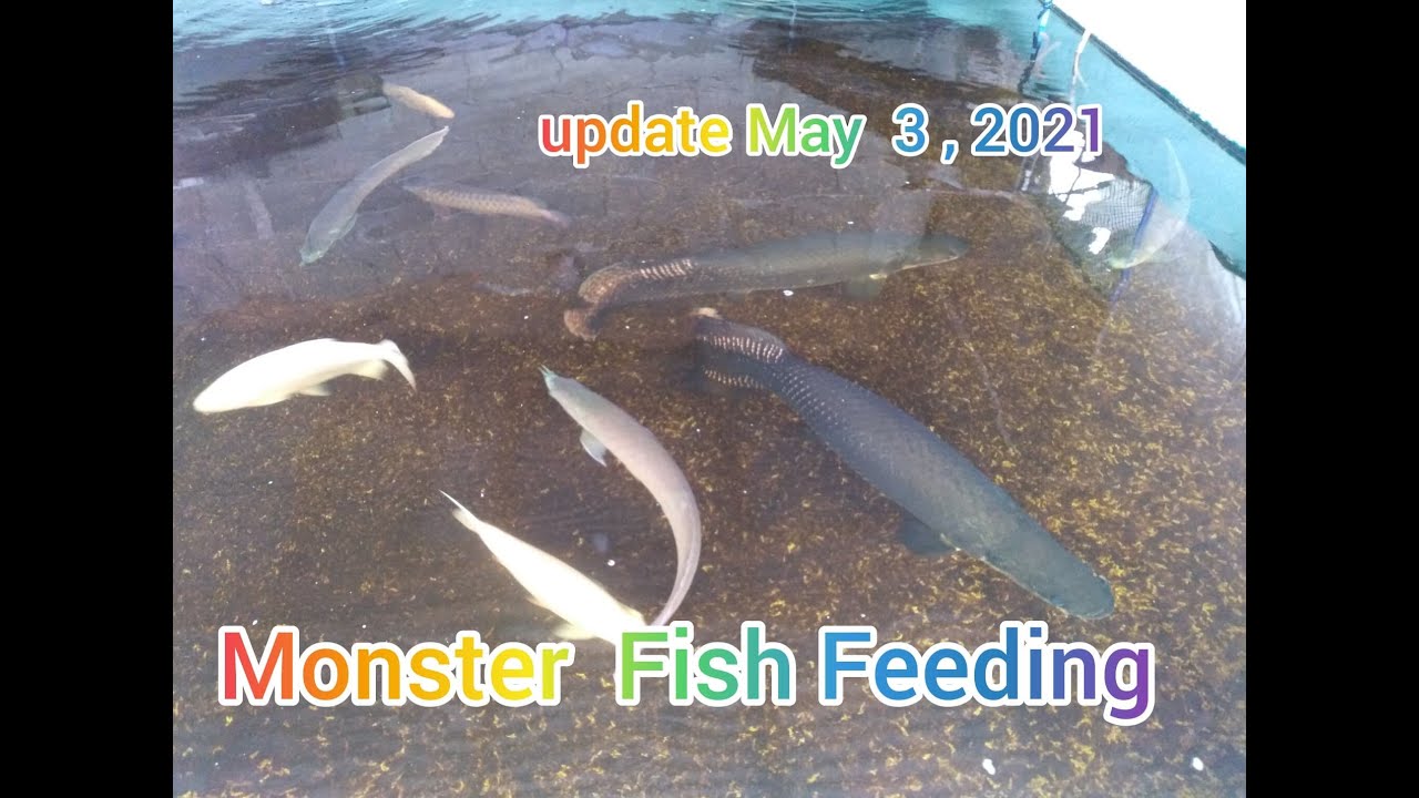 Arapaima Gigas - Arowana -Monsters Fish - Koi (feeding update) - YouTube
