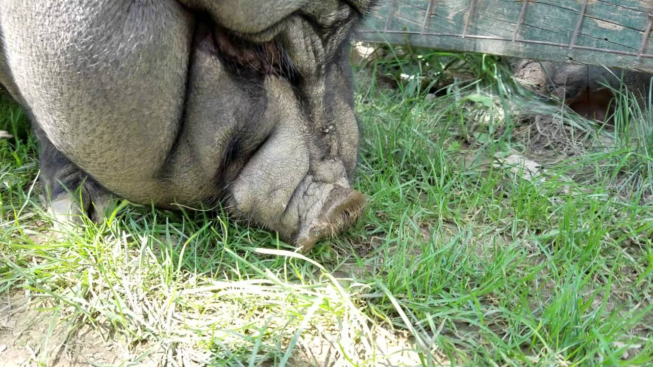 Pot belly pig at park named Oinker - YouTube