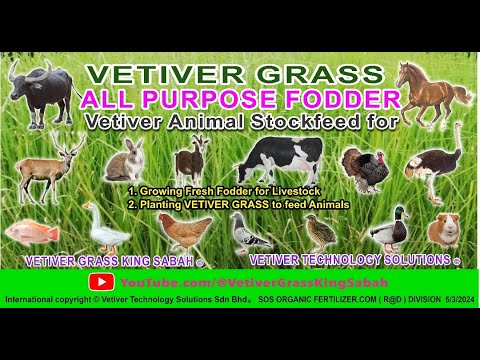 THE BEST ANIMAL STOCK FEED FODDER GLOBAL FOOD SECURITY SOLUTIONS ...