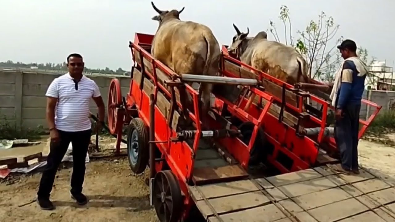 "Nandi Rath": Machine That Uses Bulls To Generate Electricity - YouTube