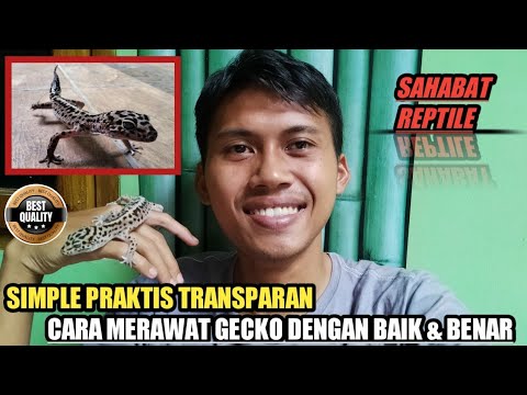 Tutorial merawat gecko dewasa awas gigit - YouTube