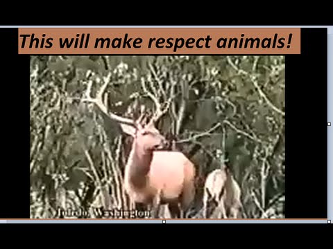 Deer hunter attacks - Ciervo ataca a cazador - YouTube